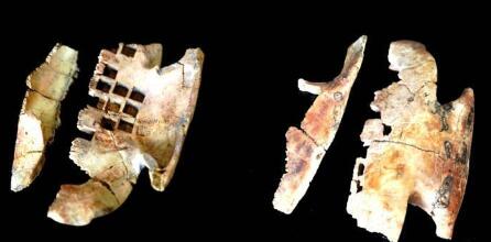 Tortoise shell oracle bones discovered in NW China ancient tomb